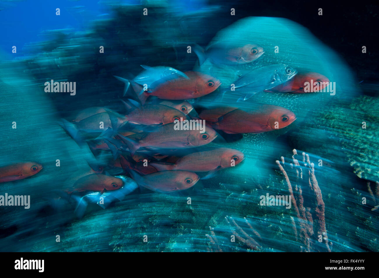 Schooling red snapper hi-res stock photography and images - Alamy