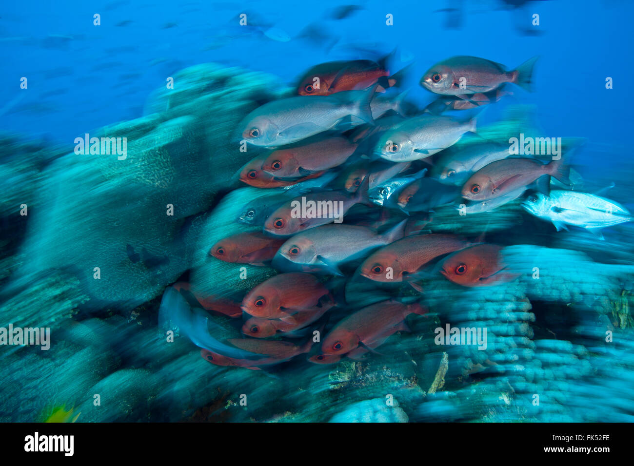 Schooling pinjalo snapper (Pinjalo lewisi Stock Photo - Alamy