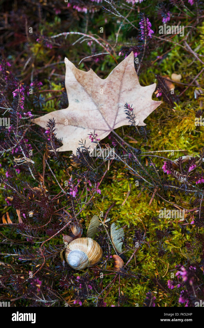 snail shell and leaf on moss Stock Photo - Alamy