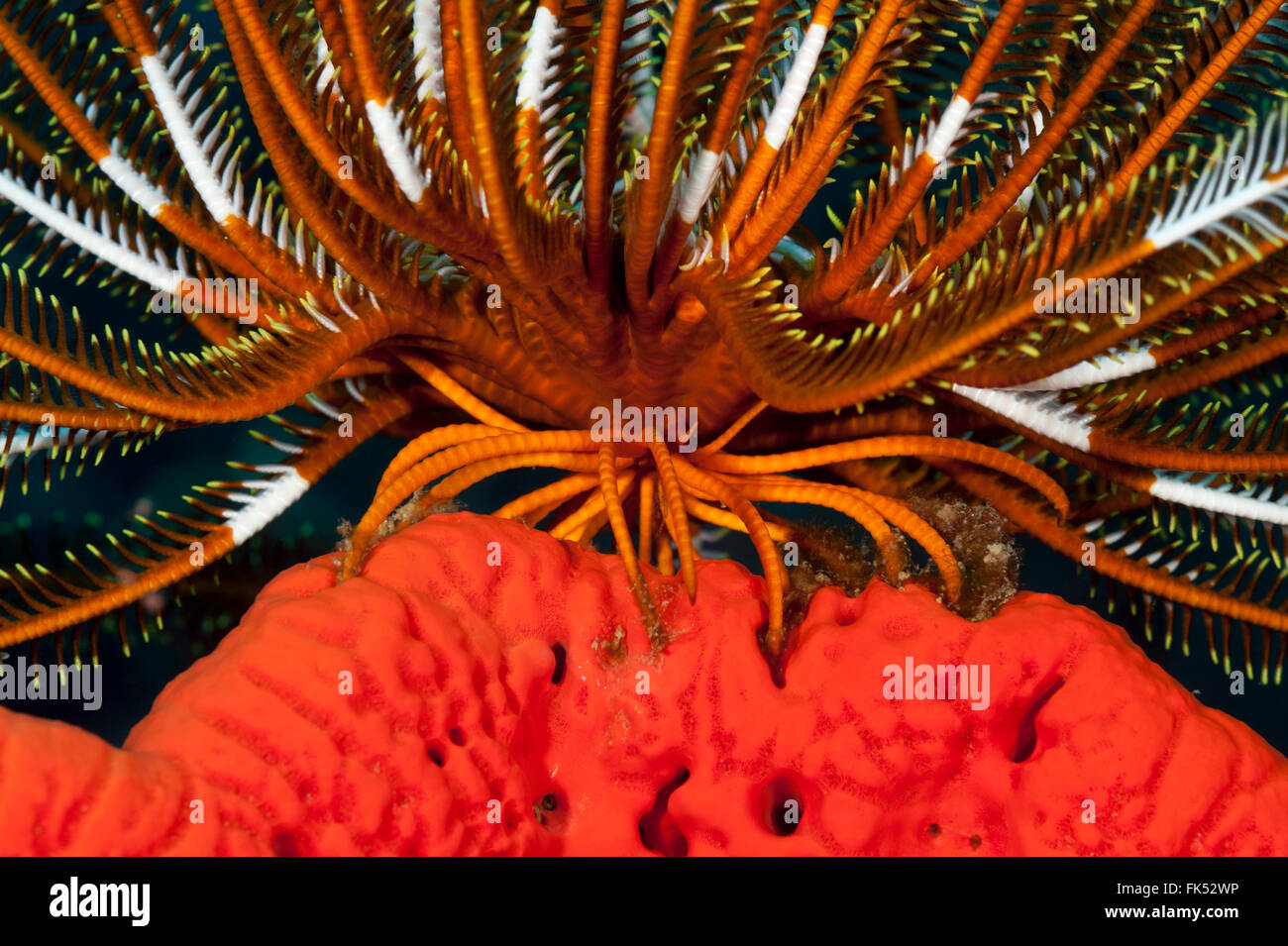 Marine sponge (Agelas clathrodes) with crinoids or featherstars Stock ...