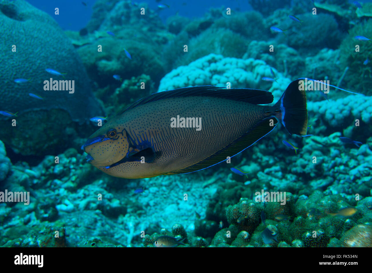 Naso vlamingii hi-res stock photography and images - Alamy