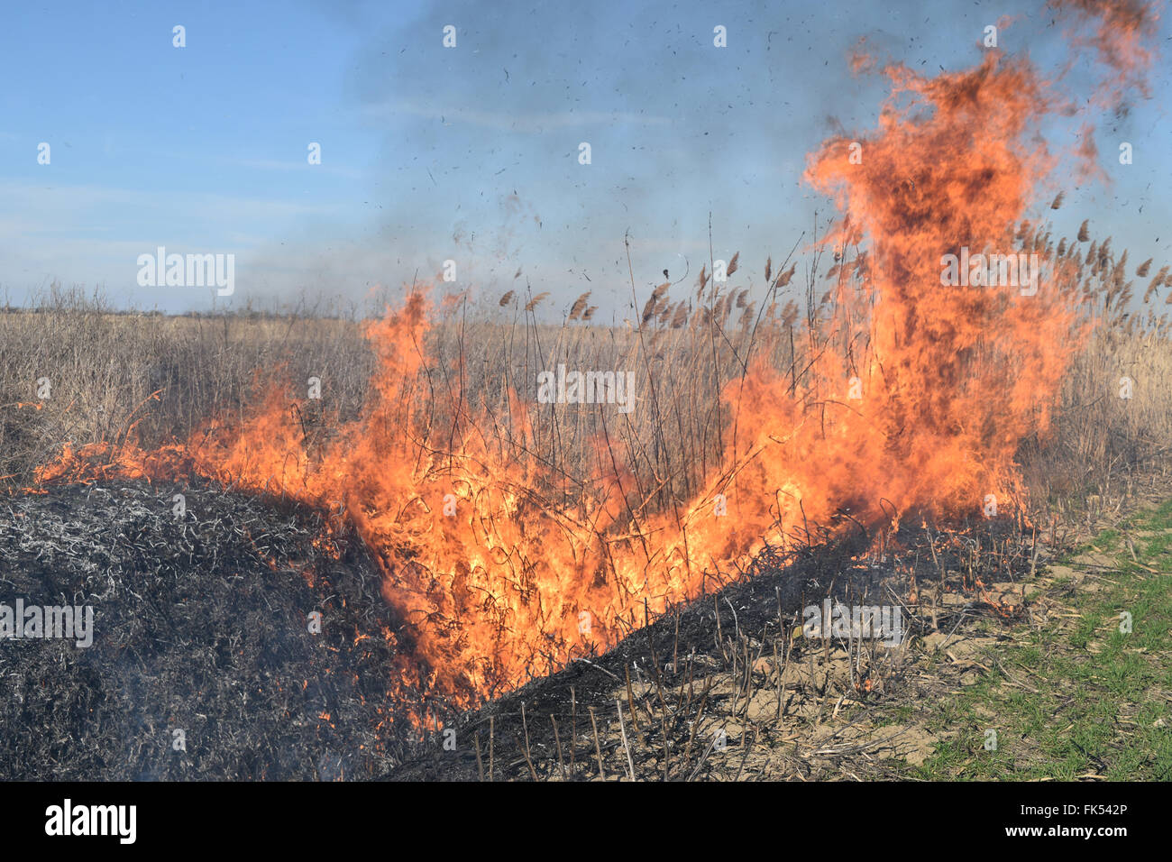 Burning dry grass and reeds. Cleaning the fields and ditches of the ...