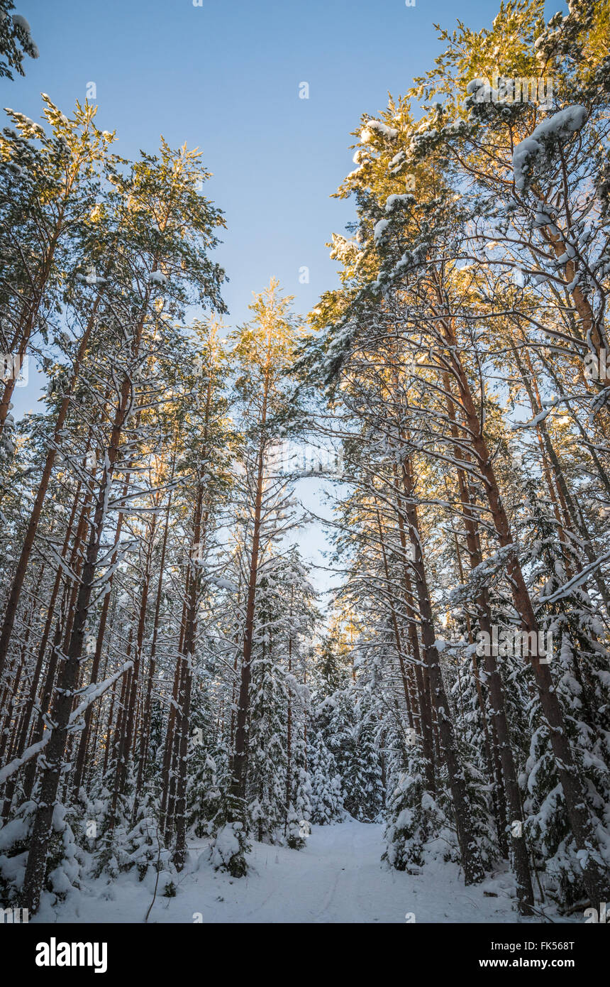 Estonia winter landscape hi-res stock photography and images - Alamy