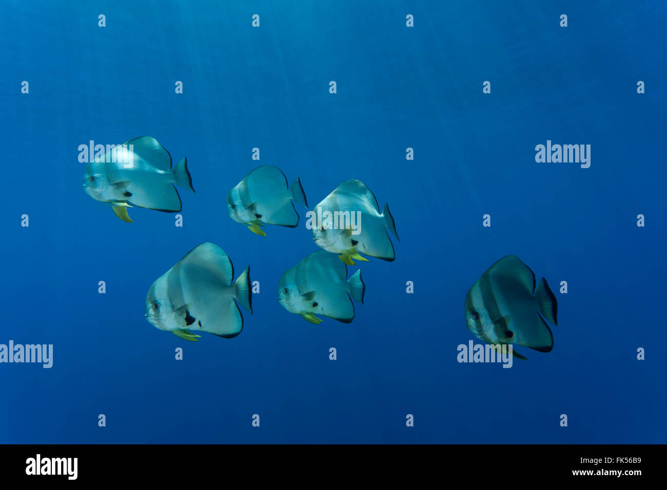 Batfish in tropical waters hi-res stock photography and images - Alamy