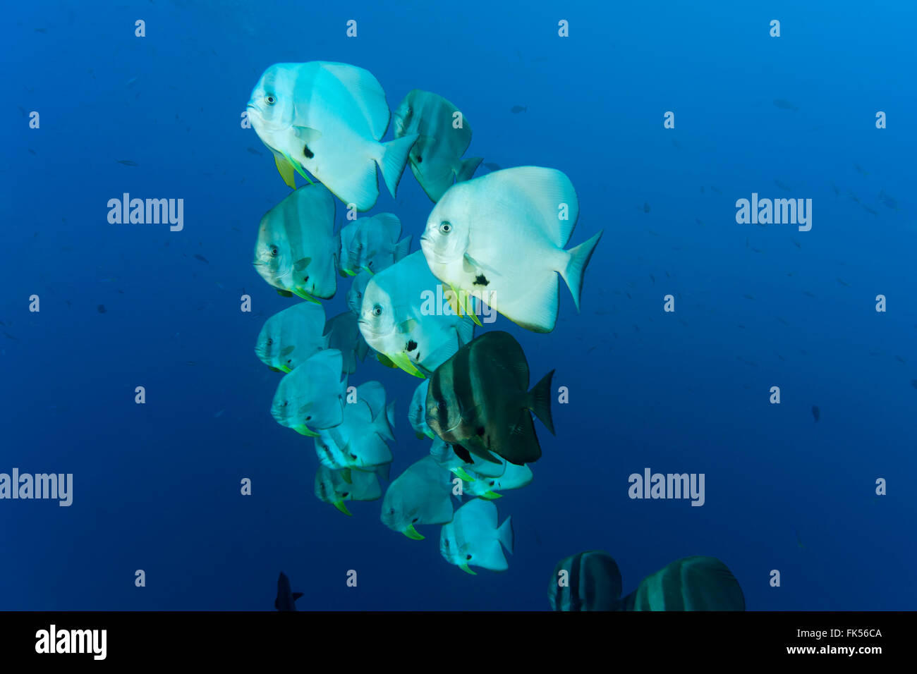 Teira batfish (Platax teira Stock Photo - Alamy
