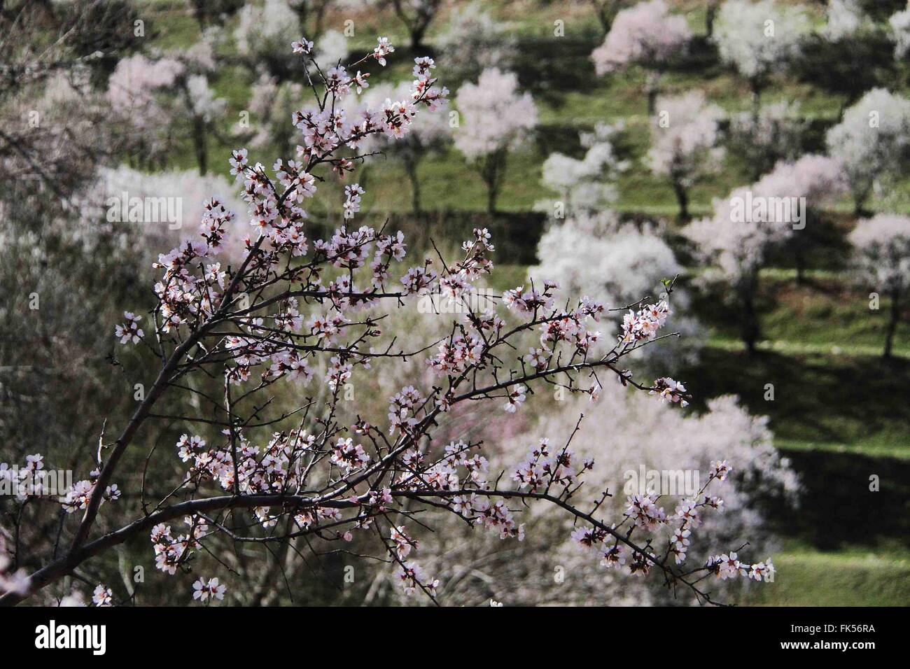 Tashkent, Uzbekistan. 5th Mar, 2016. Flowers blossom on the outskirts ...