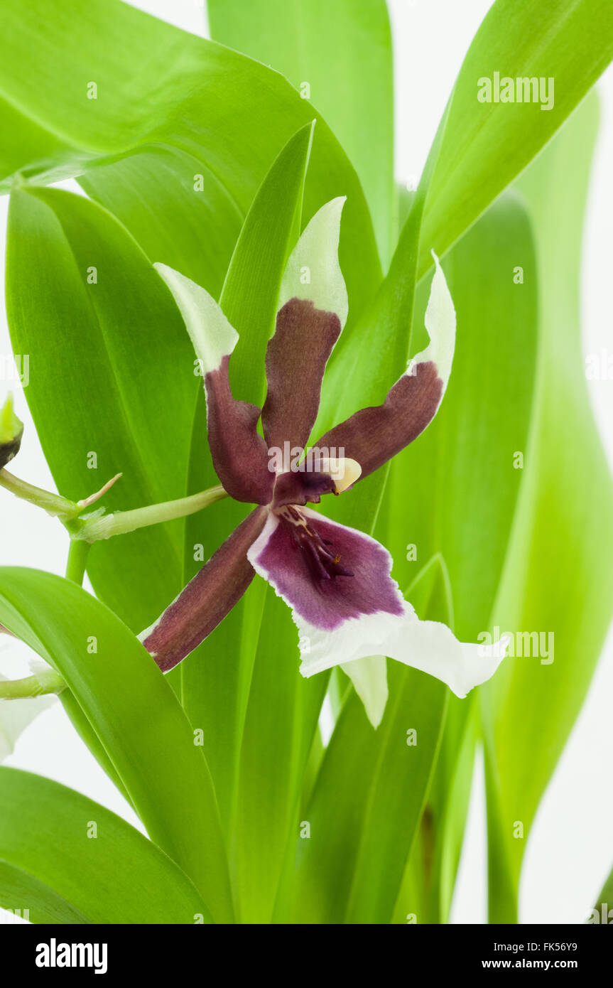 Cambria hi-res stock photography and images - Alamy