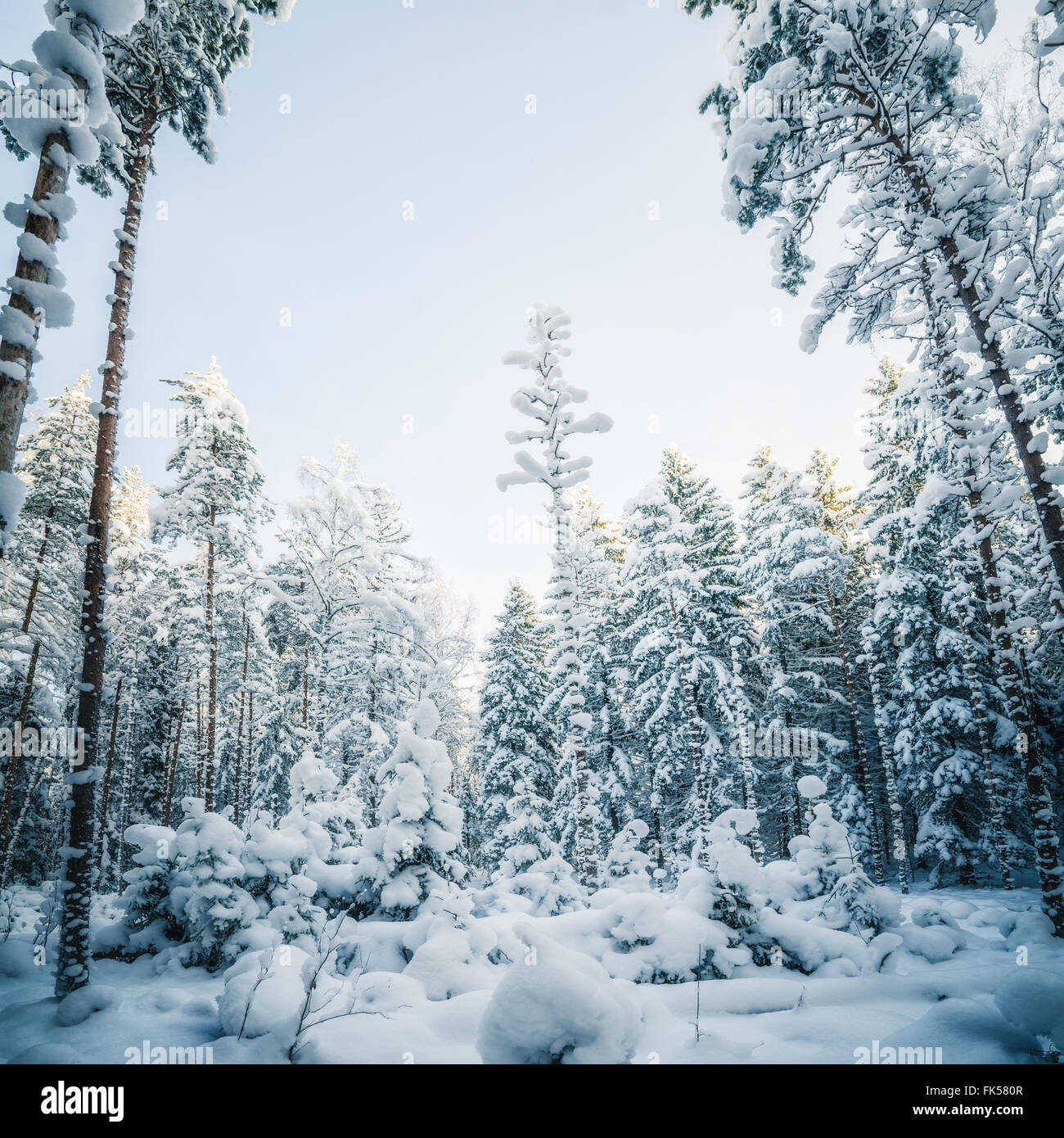 Estonia winter landscape hi-res stock photography and images - Alamy