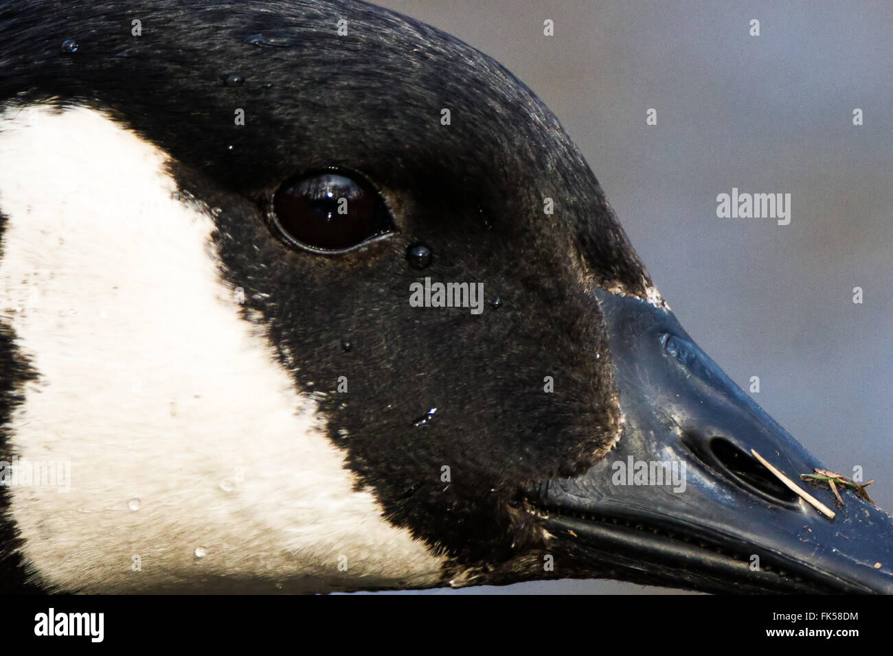 Canada Goose sunset eye Stock Photo - Alamy