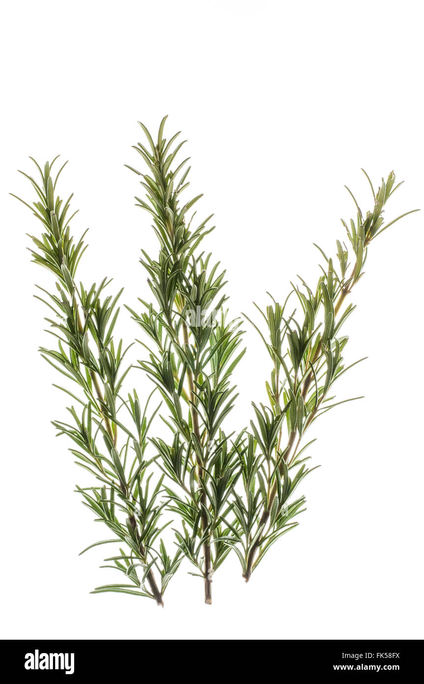 Rosemary rosmarinus officinalis Cut Out Stock Images & Pictures - Alamy