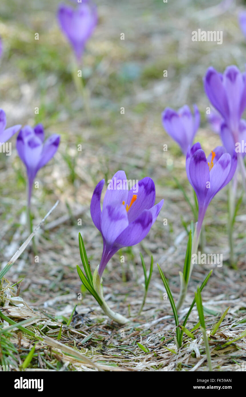 Crocus, spring in mountains in forest Stock Photo - Alamy