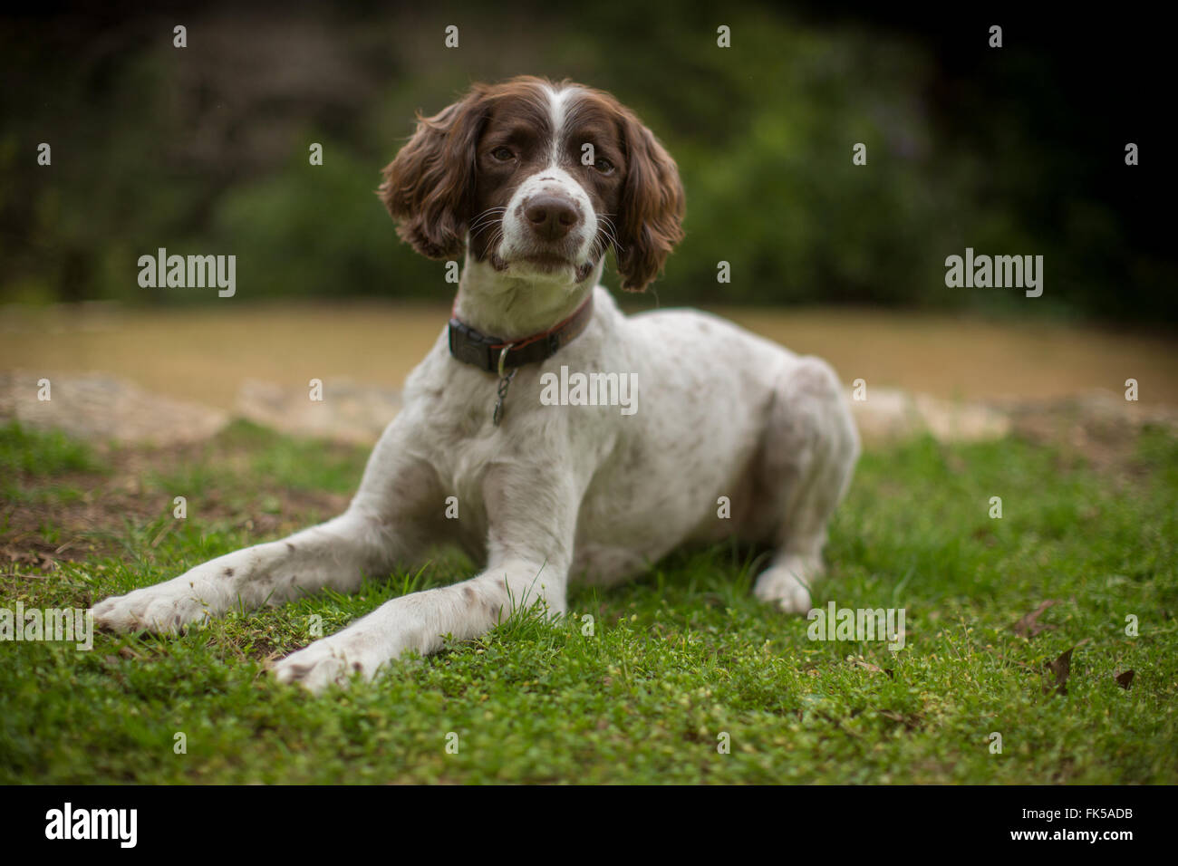 Hardie, a springer spaniel, sits outside his owner's home in Austin ...