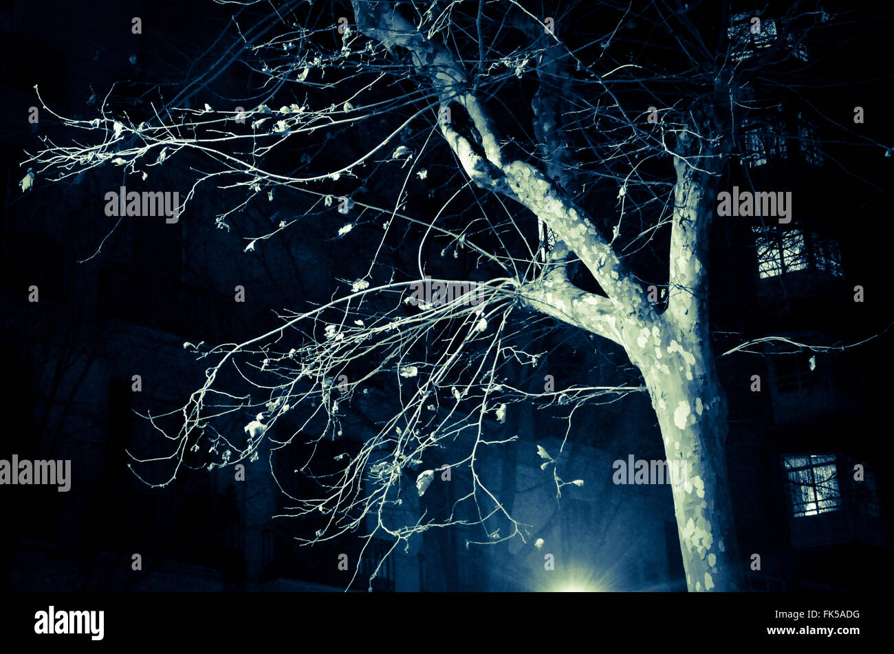 Tree at night Stock Photo - Alamy