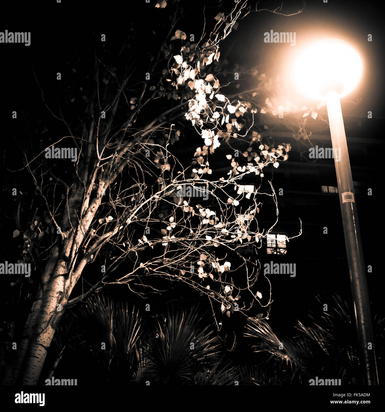 Tree at night Stock Photo - Alamy