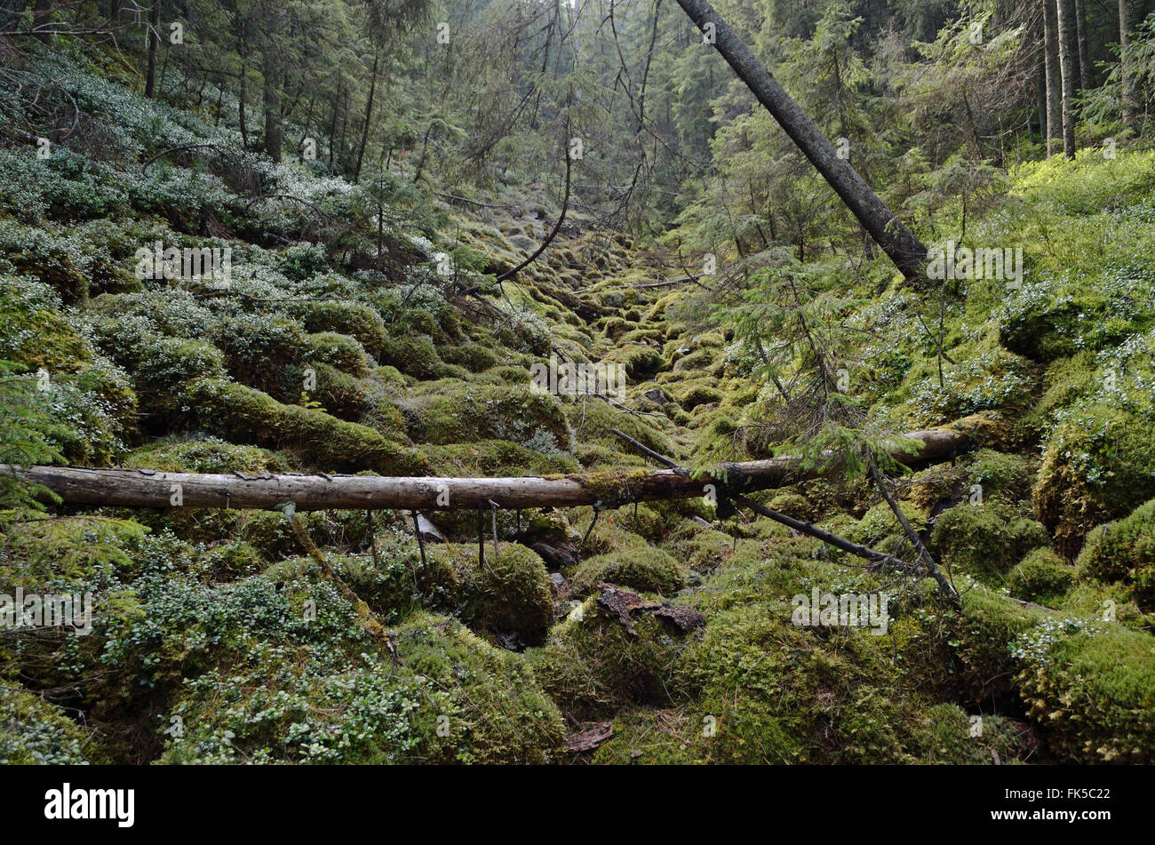 european rain forest with fallen trees and wet moss Stock Photo - Alamy