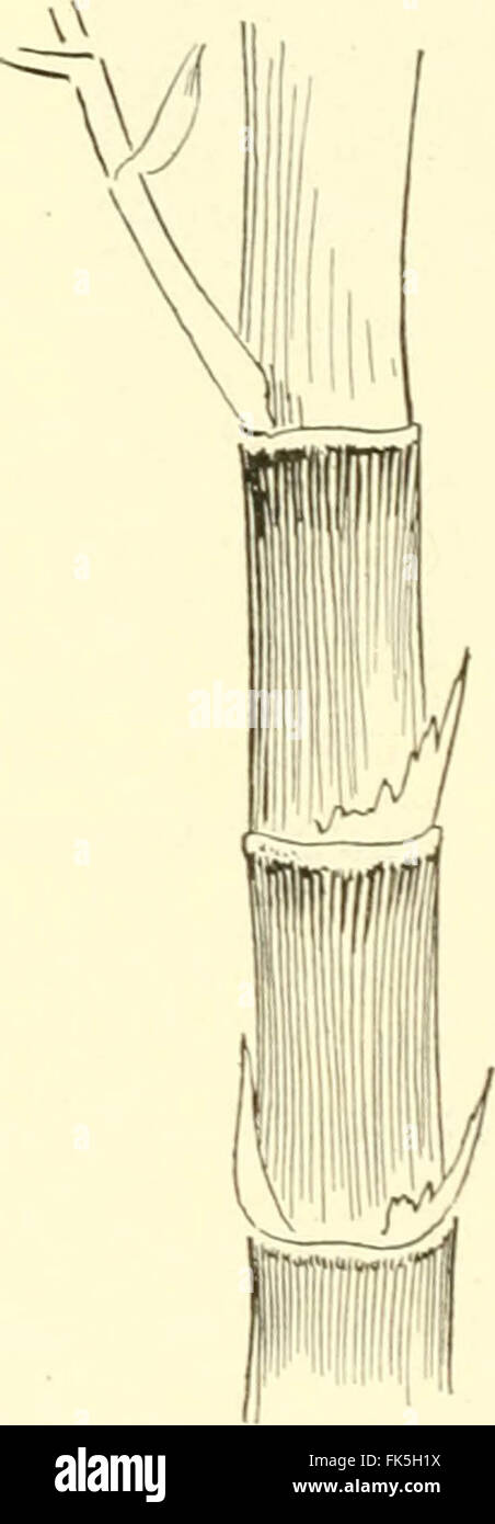 "Elements of Philippine agriculture" (1908 Stock Photo - Alamy