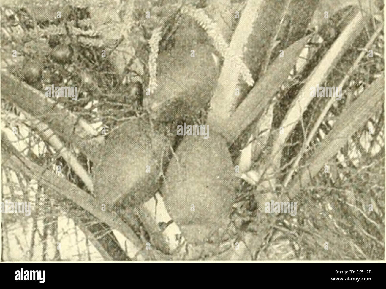 "Elements of Philippine agriculture" (1908 Stock Photo - Alamy