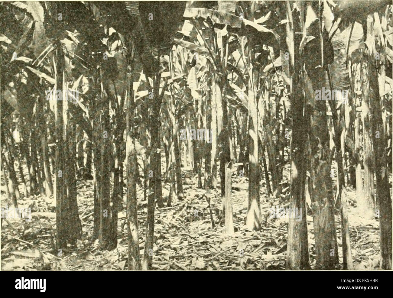 "Elements of Philippine agriculture" (1908 Stock Photo - Alamy