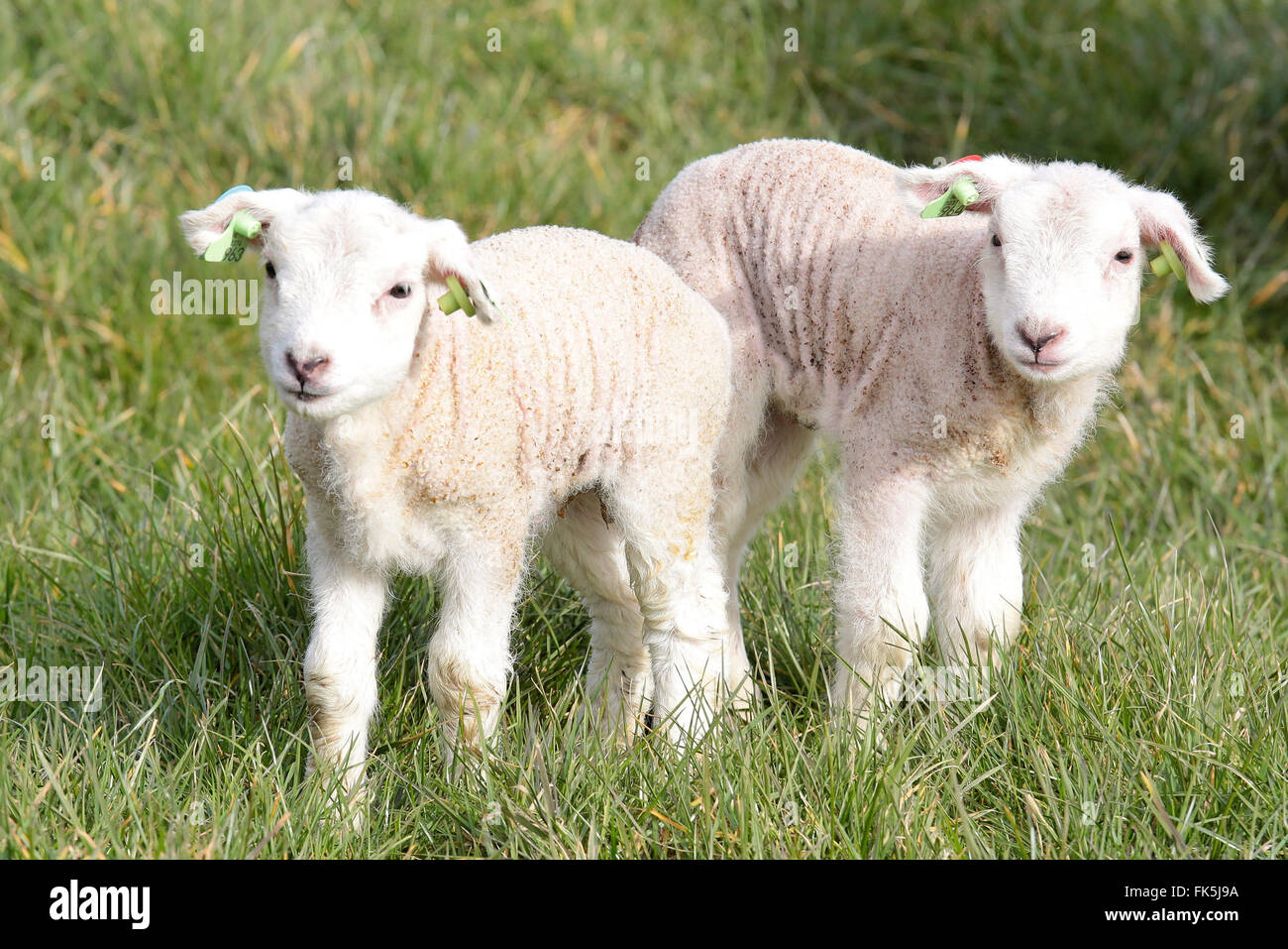 Two lambs in a meadow Stock Photo - Alamy