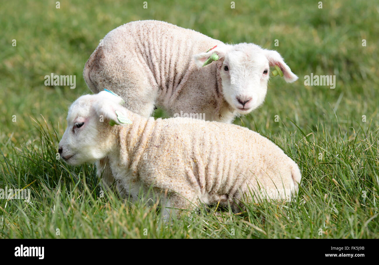 Two lambs in a meadow Stock Photo - Alamy