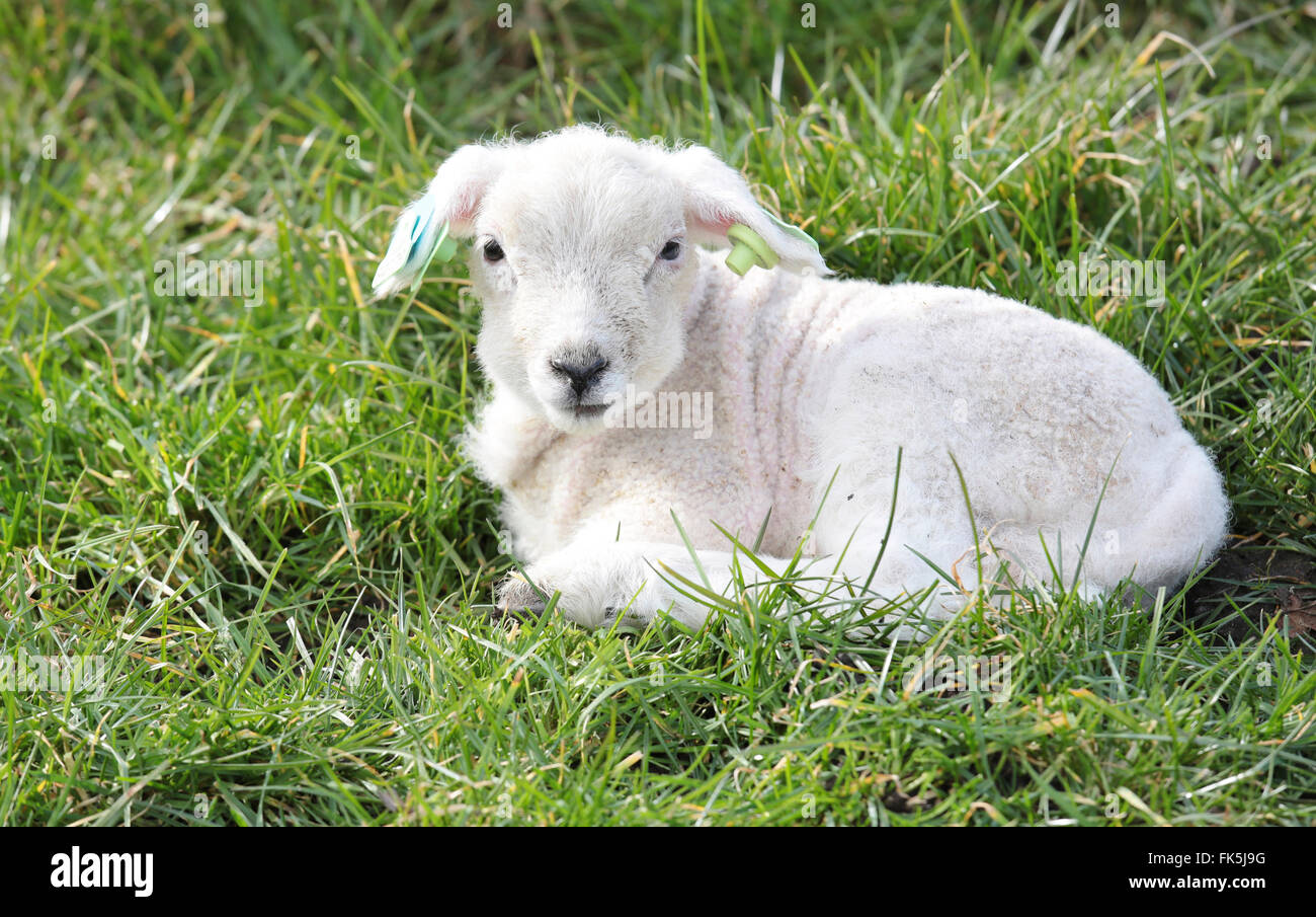 A little lamb in a meadow Stock Photo - Alamy