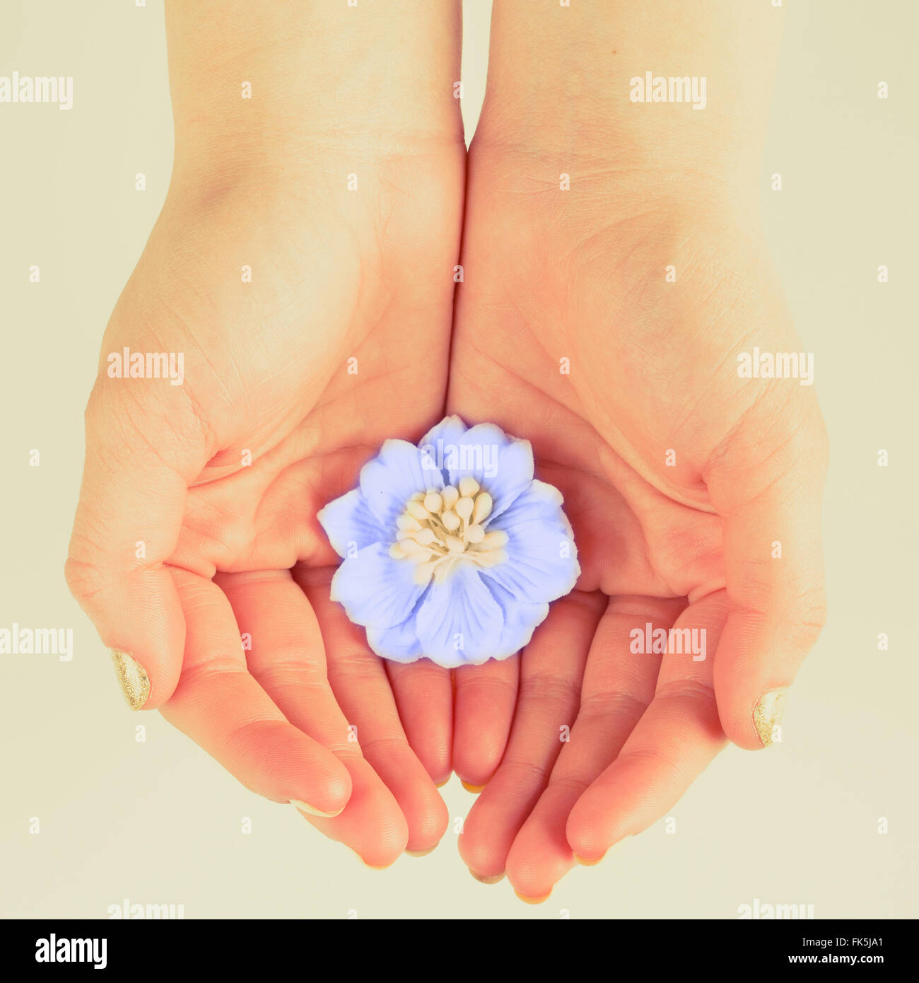 flower in women's hands Stock Photo - Alamy