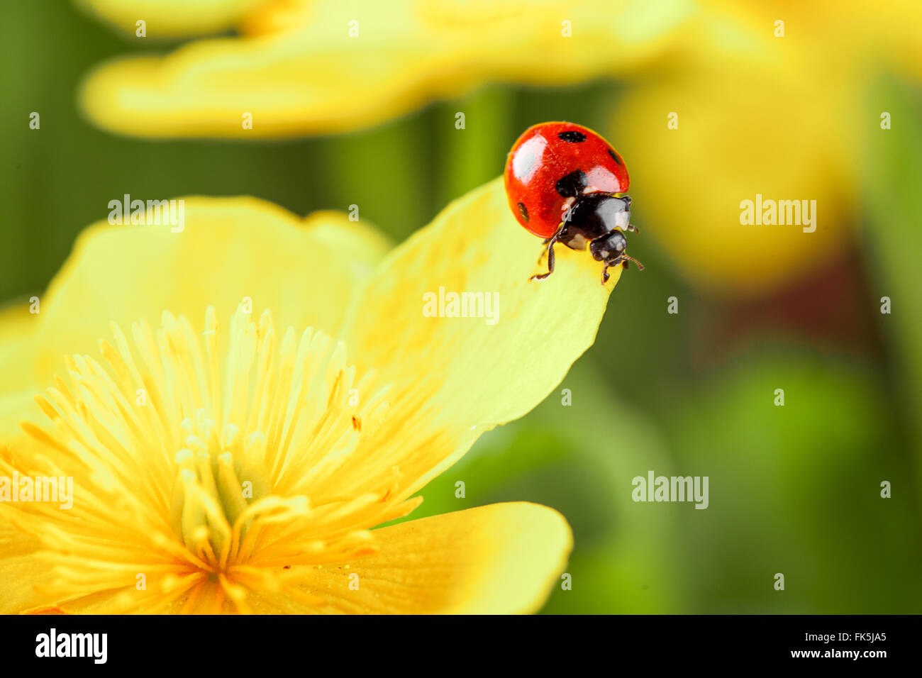 Leaf flower environment nature hi-res stock photography and images - Alamy