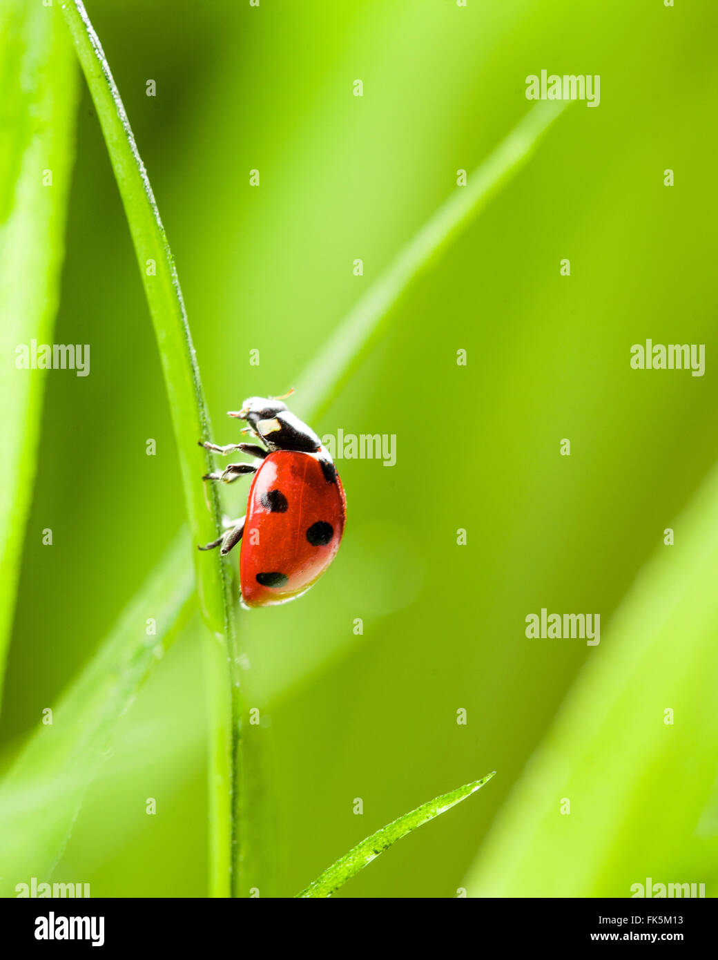 Ladybug running along on blade of green grass Stock Photo - Alamy