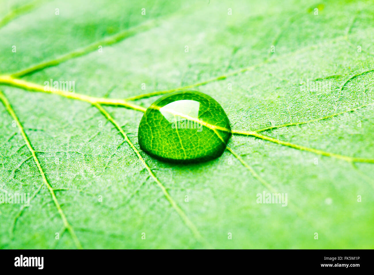 Water drop on leaf Stock Photo - Alamy