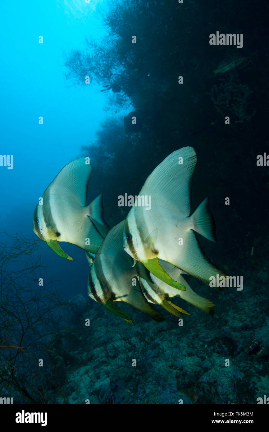 Teira batfish hi-res stock photography and images - Alamy