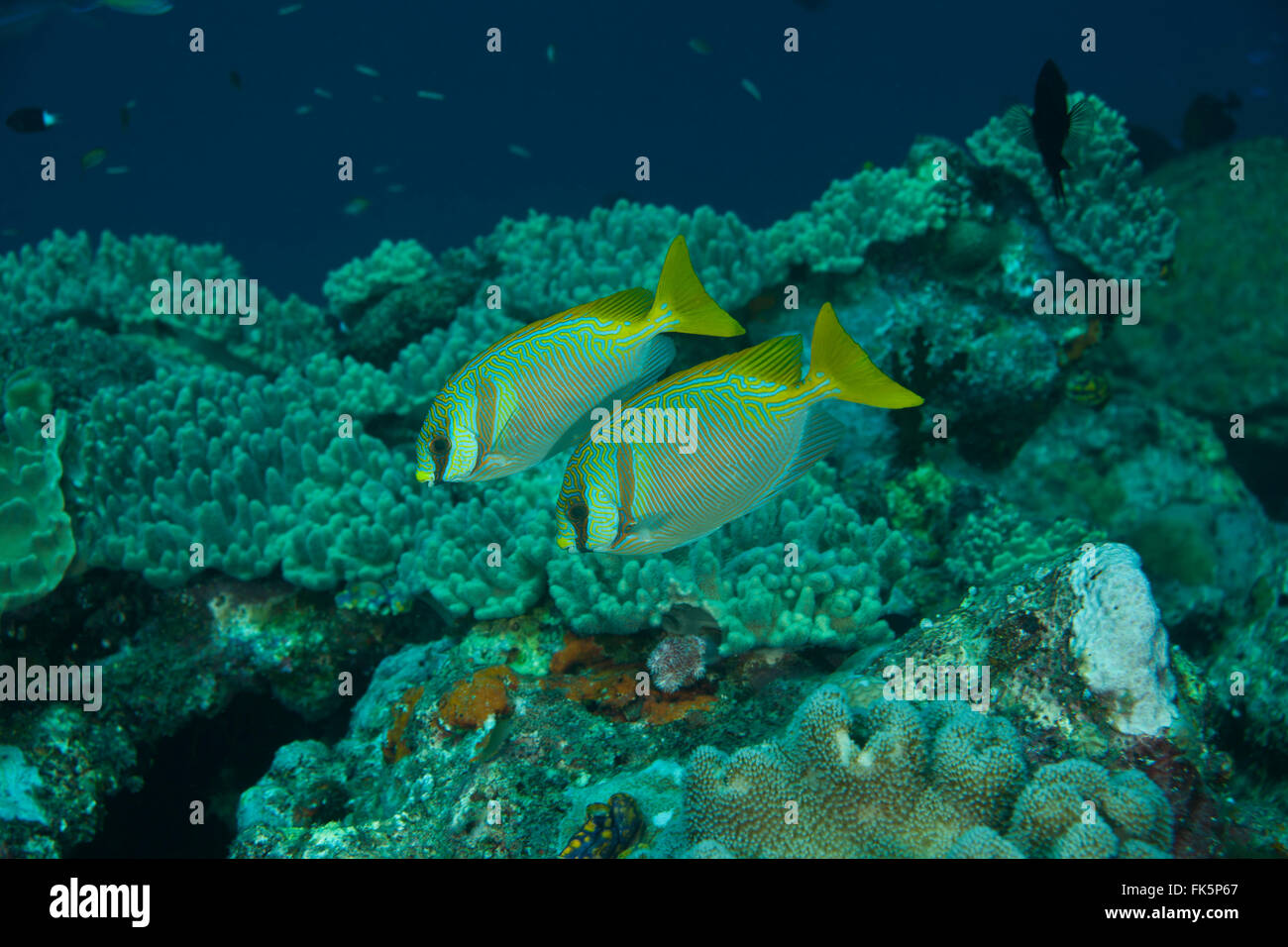 Lined rabbitfish hi-res stock photography and images - Alamy