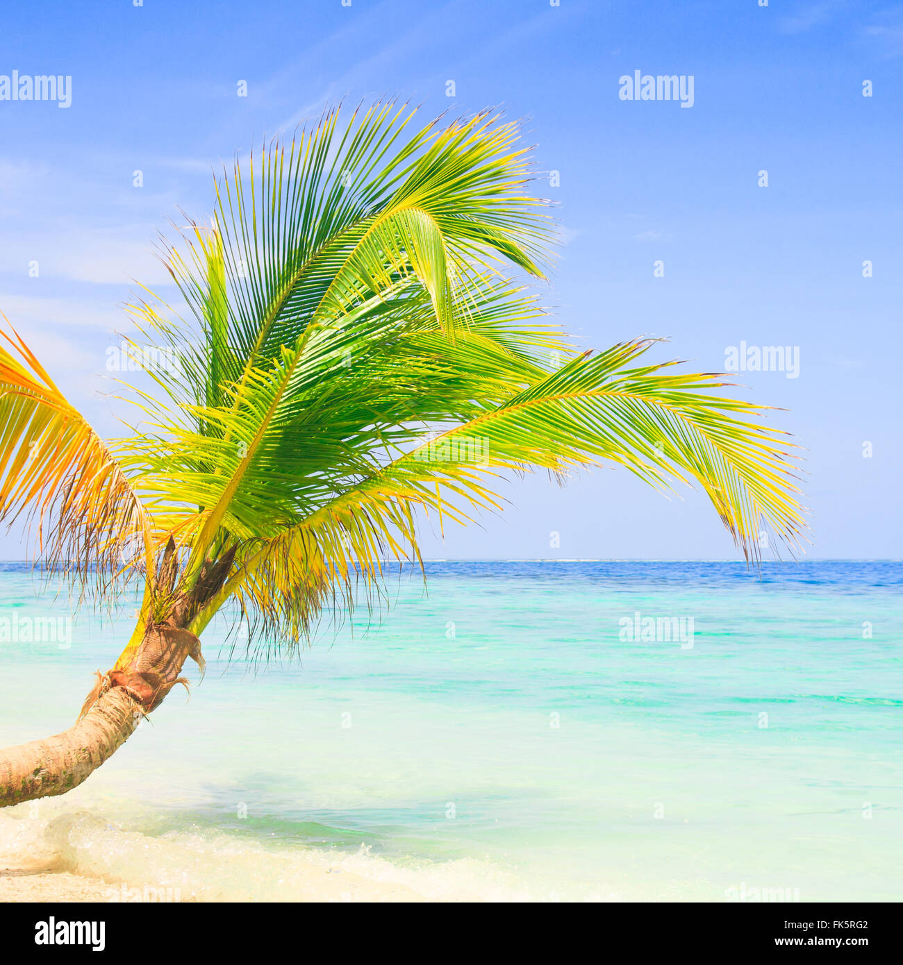 Exotic palm trees on white sand beach Stock Photo - Alamy