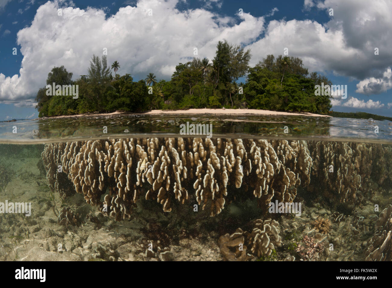 Corals in the shallows hi-res stock photography and images - Alamy