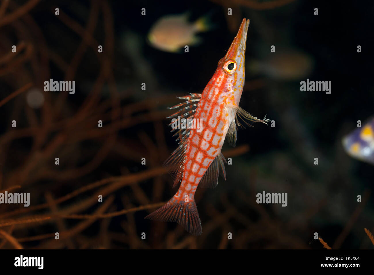 Sea fish long nose hi-res stock photography and images - Alamy