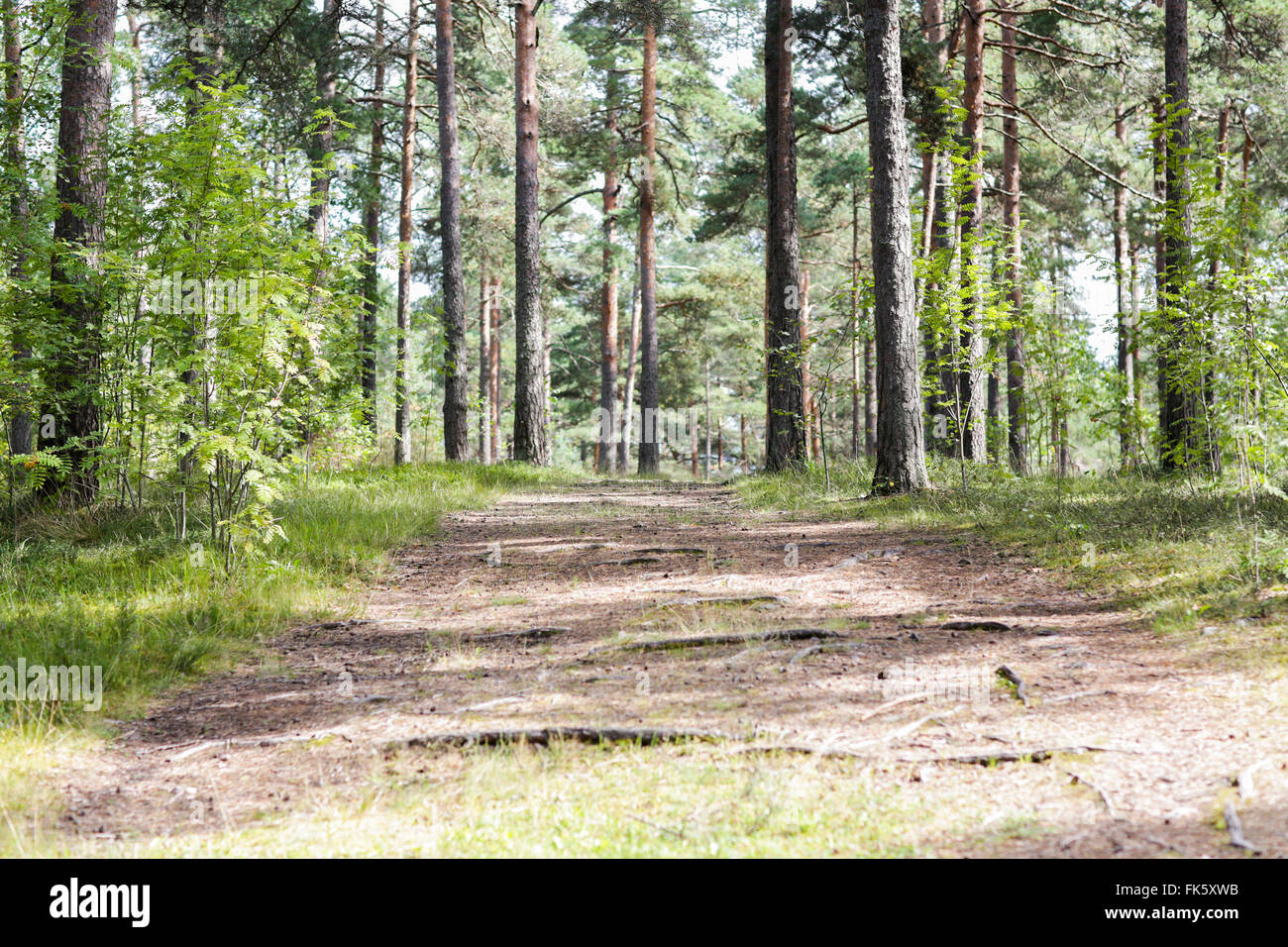 summer pine forest and path Stock Photo - Alamy