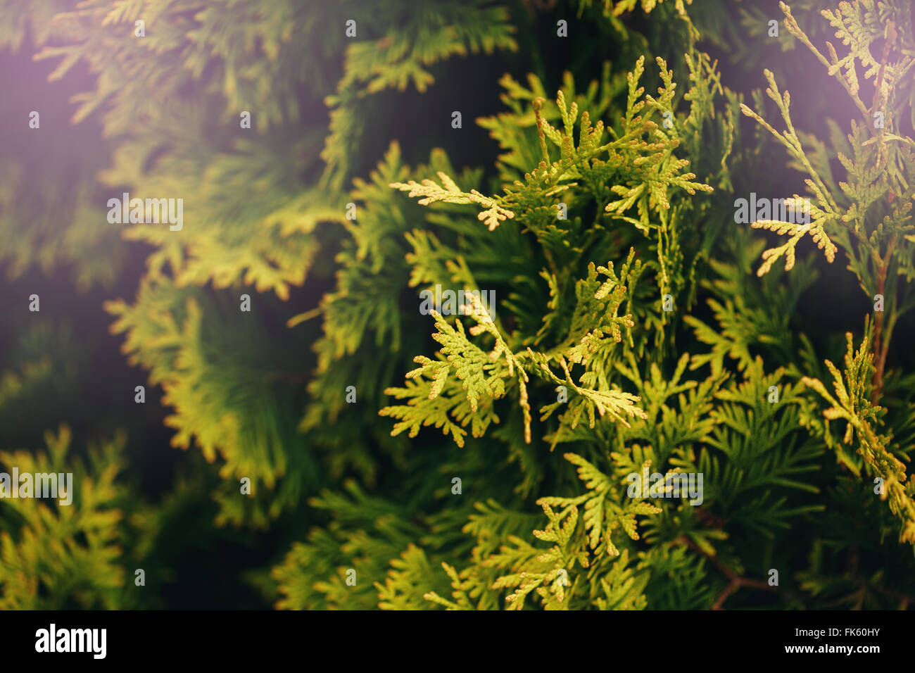Thuya Tree Green Leaves Close-up. Nature Background Stock Photo - Alamy