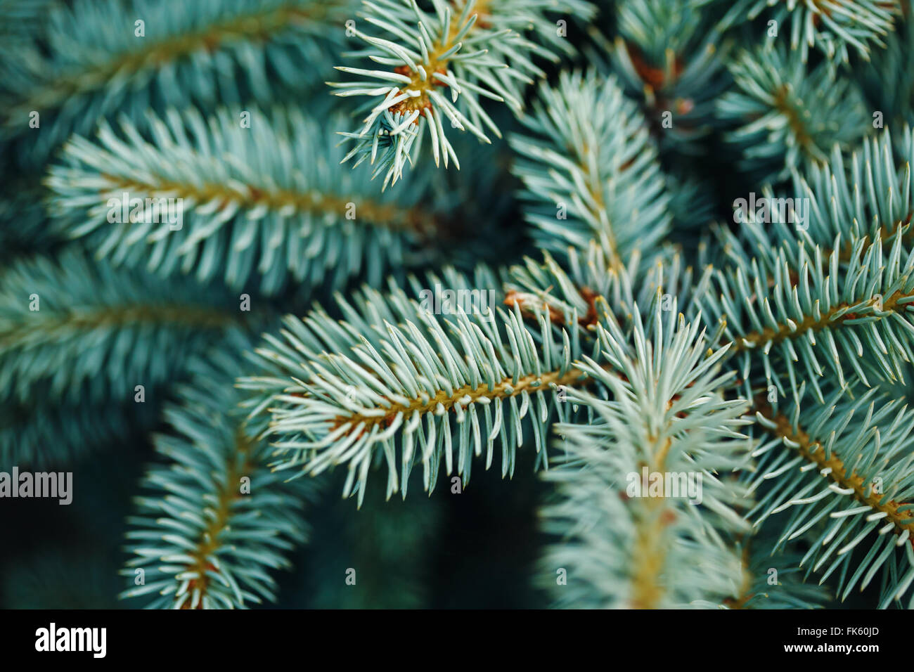 Firtree close up texture background hi-res stock photography and images ...