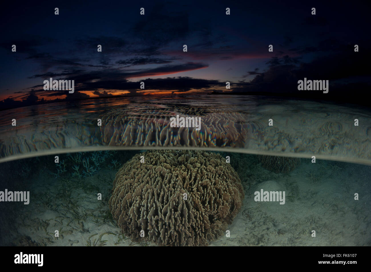 Coral bommie split level at sunset Stock Photo - Alamy