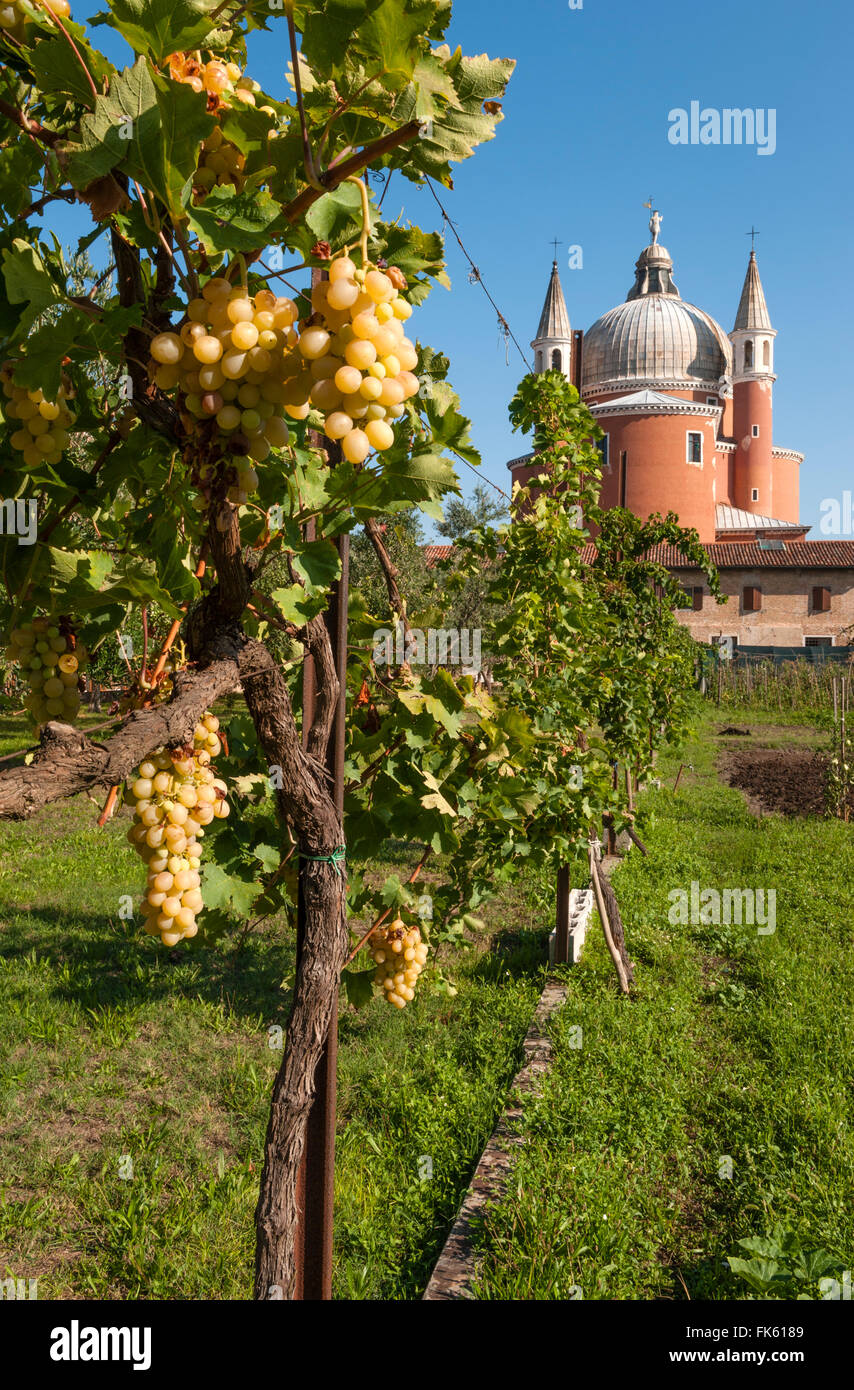 Venice, Italy. Grapevines growing in the garden of the Capuchin ...