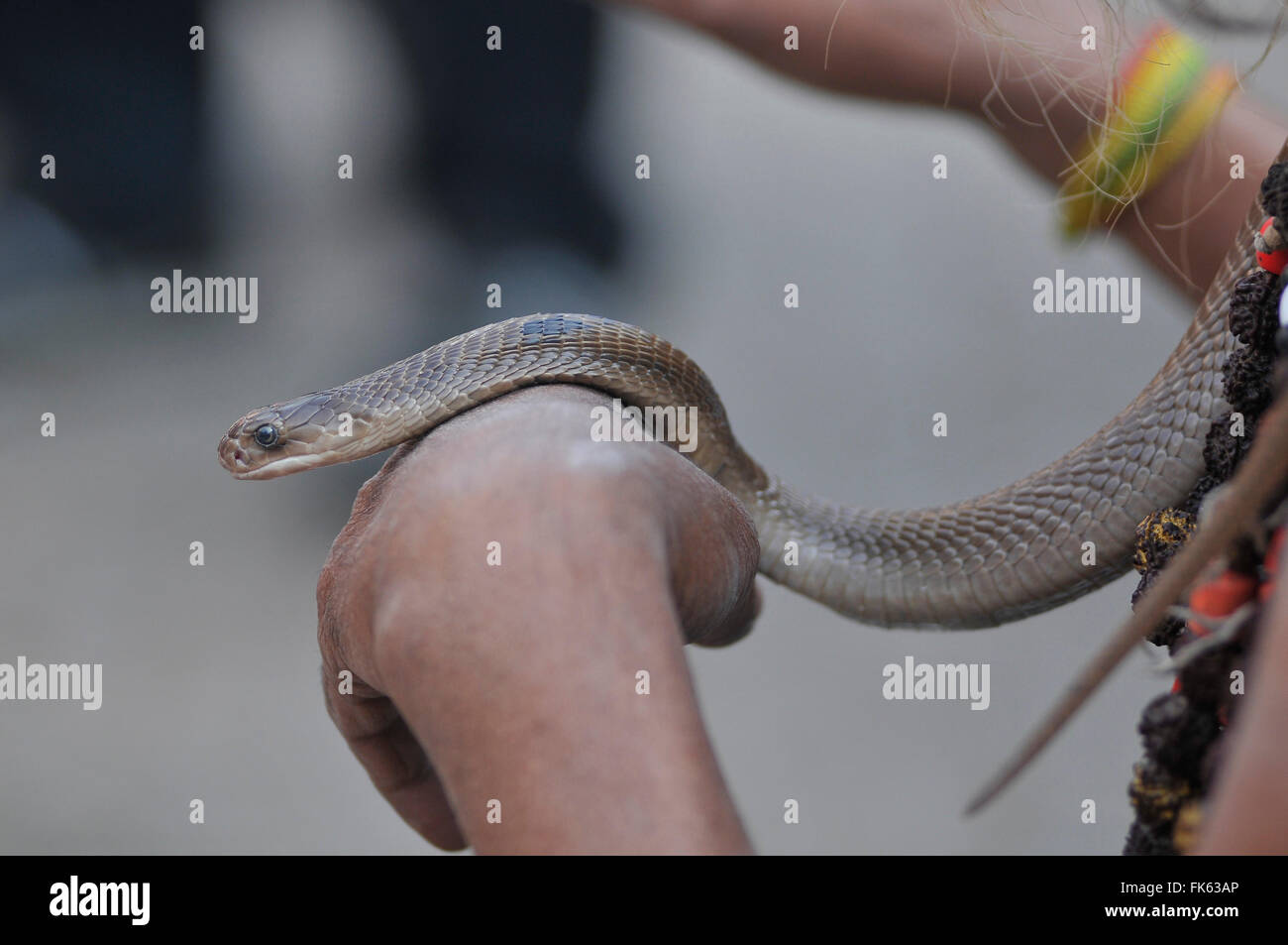 Kathmandu, Nepal. 07th Mar, 2016. A Sadhu (holy man) holds snake during ...