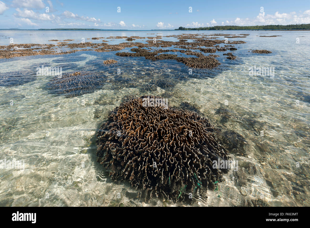 Shallow corals in the shallows Stock Photo - Alamy