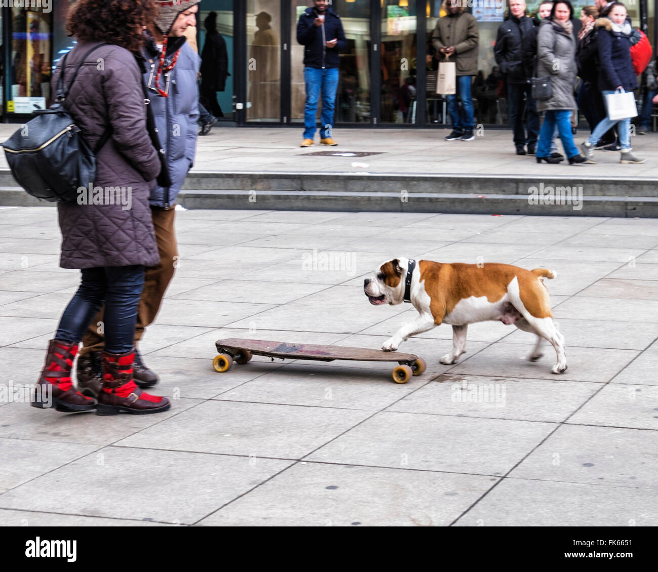 Dog on skateboard, skateboarding pet in Berlin Stock Photo - Alamy
