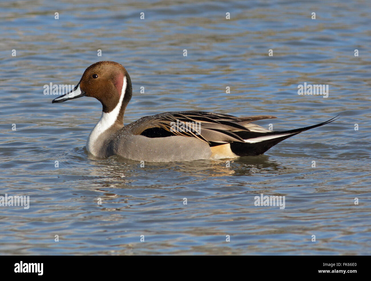 Northern pintail duck drake male wildlife waterfowl hi-res stock ...