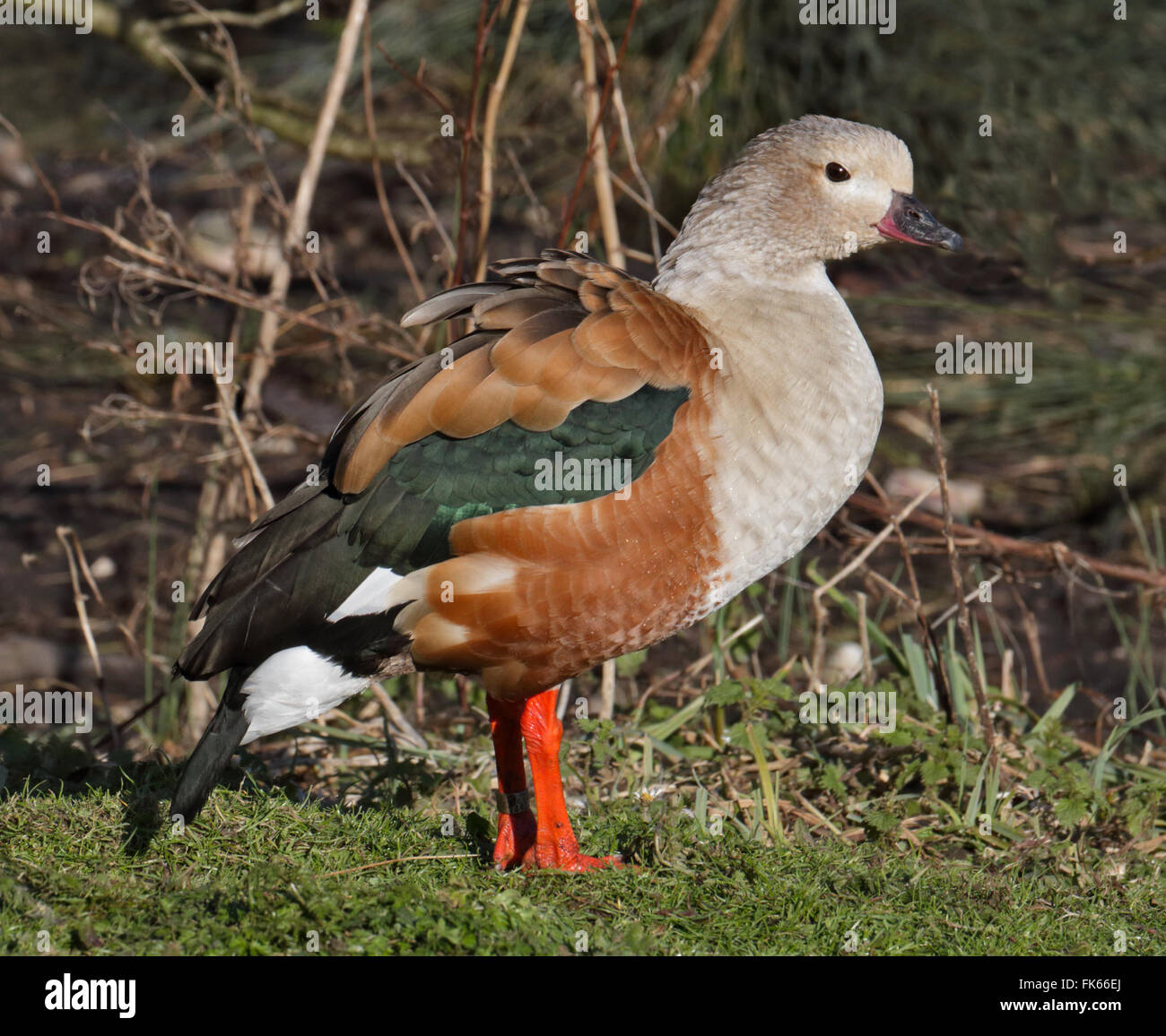 Jubata hi-res stock photography and images - Alamy