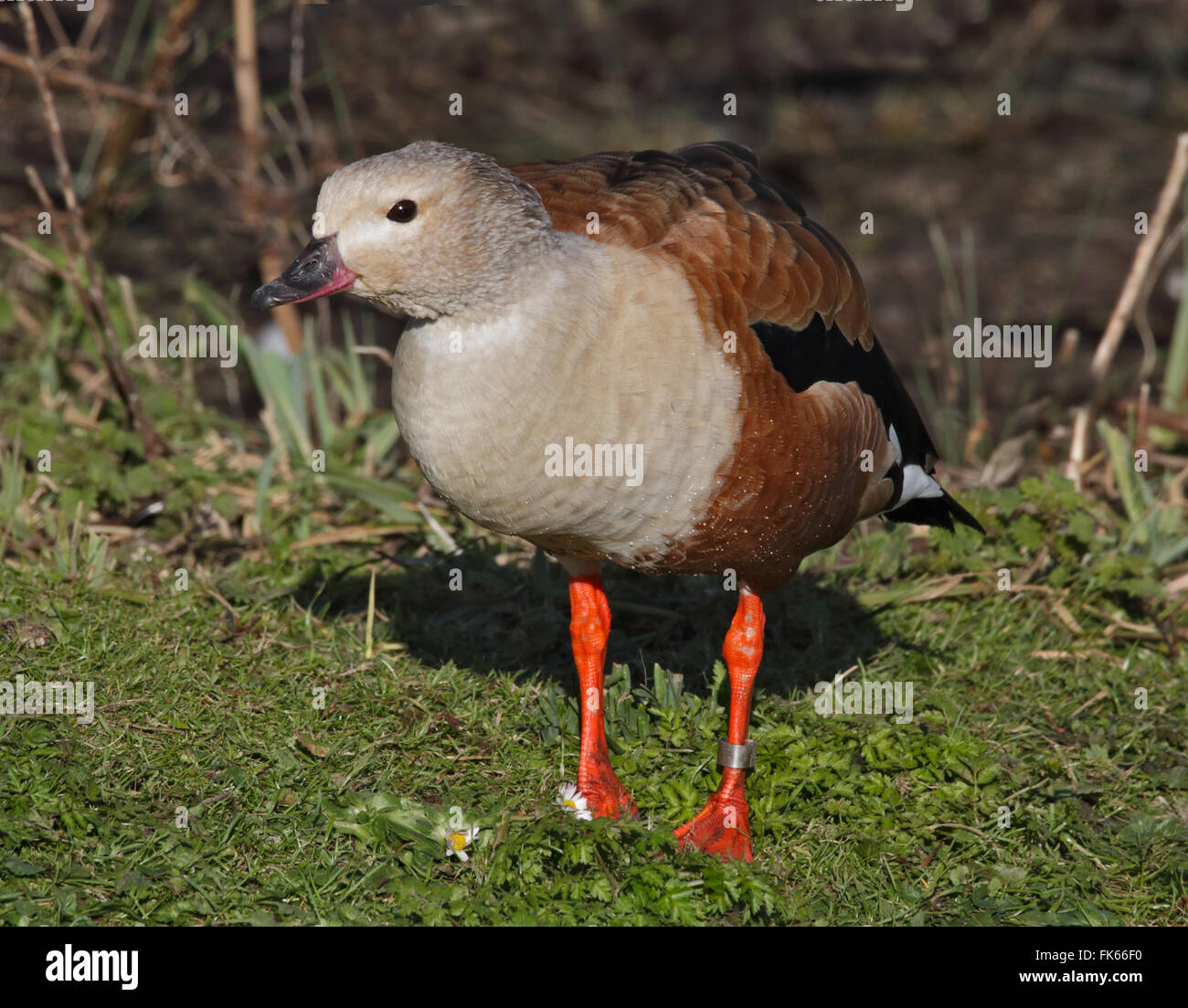 Orinoco birds hi-res stock photography and images - Alamy