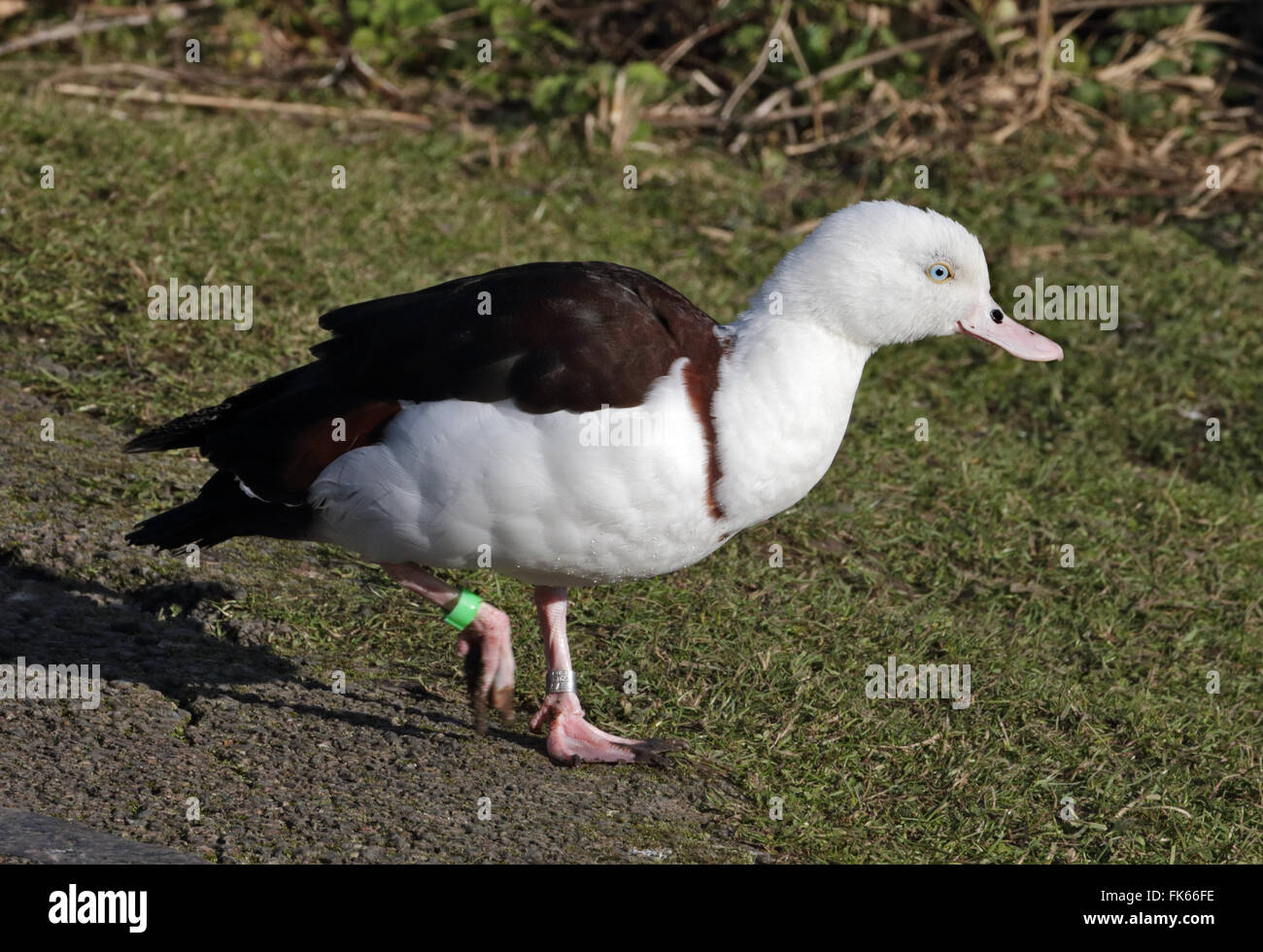 Black and white shelduck hi-res stock photography and images - Alamy