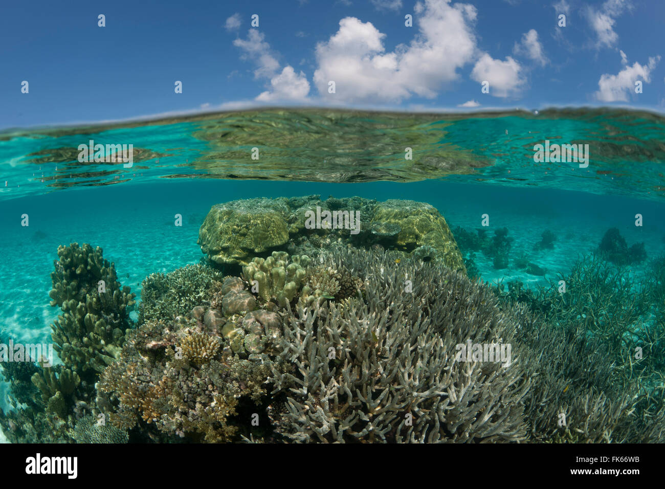 Shallow waters coral reefs hi-res stock photography and images - Alamy