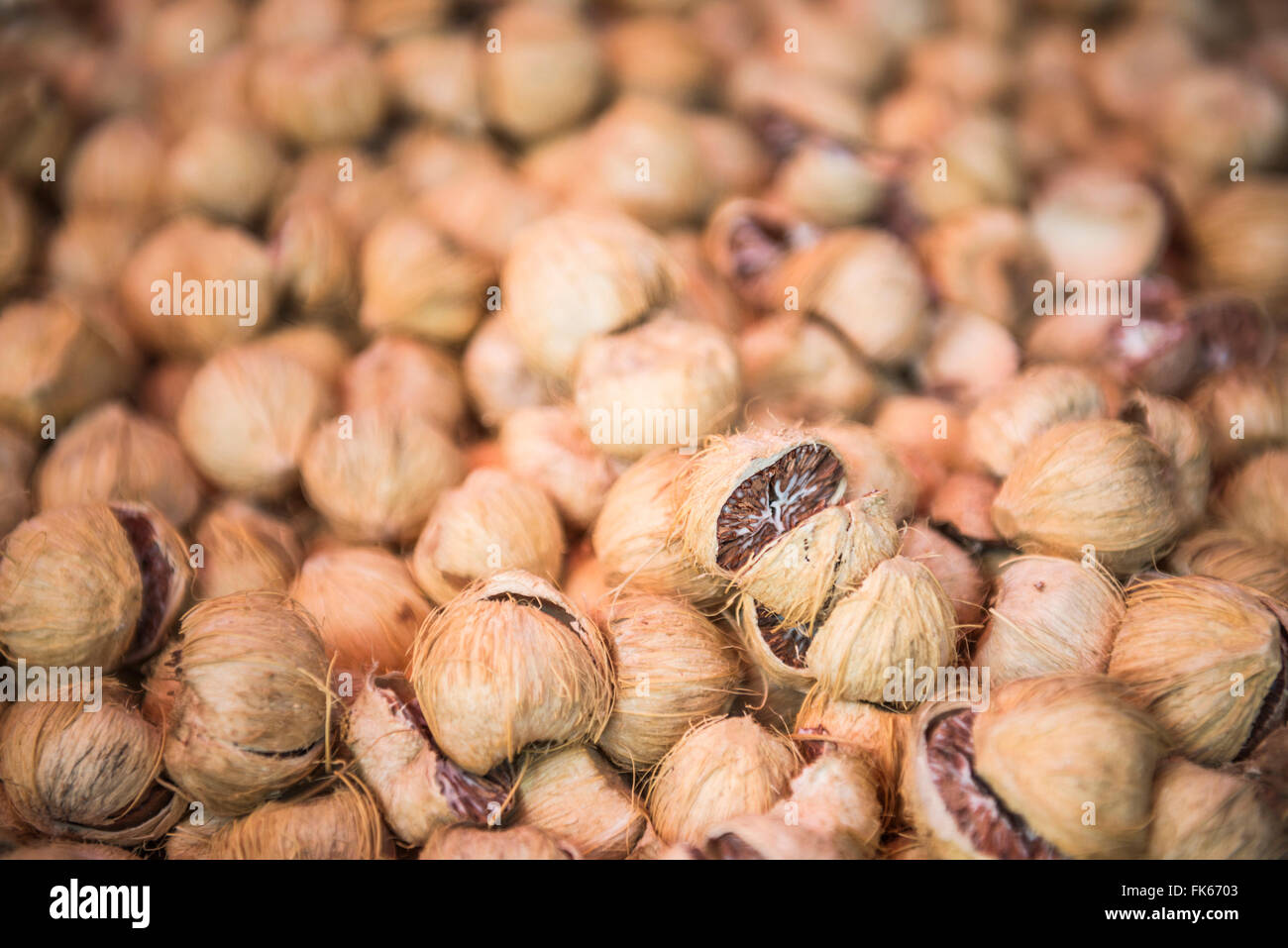 Betel nut hi-res stock photography and images - Alamy