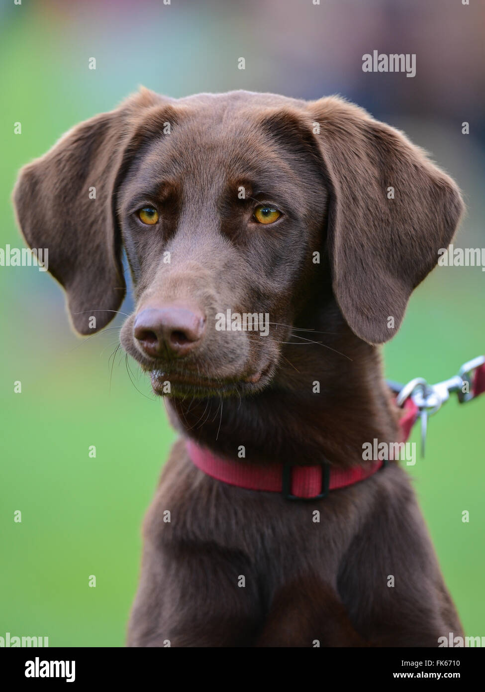 Brown dog red collar hi-res stock photography and images - Alamy