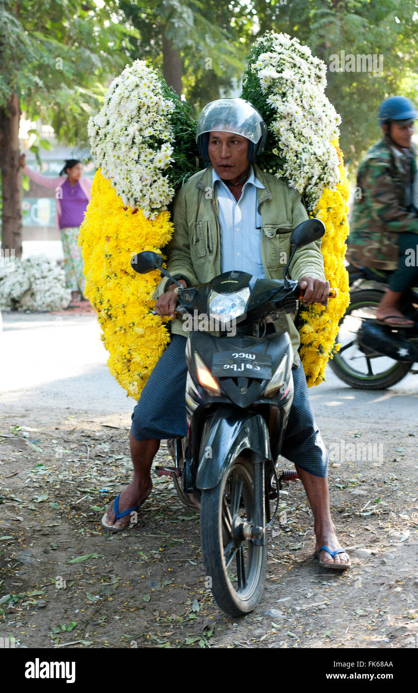 Man carrying huge load of fresh chrysanthemums from flower market on ...